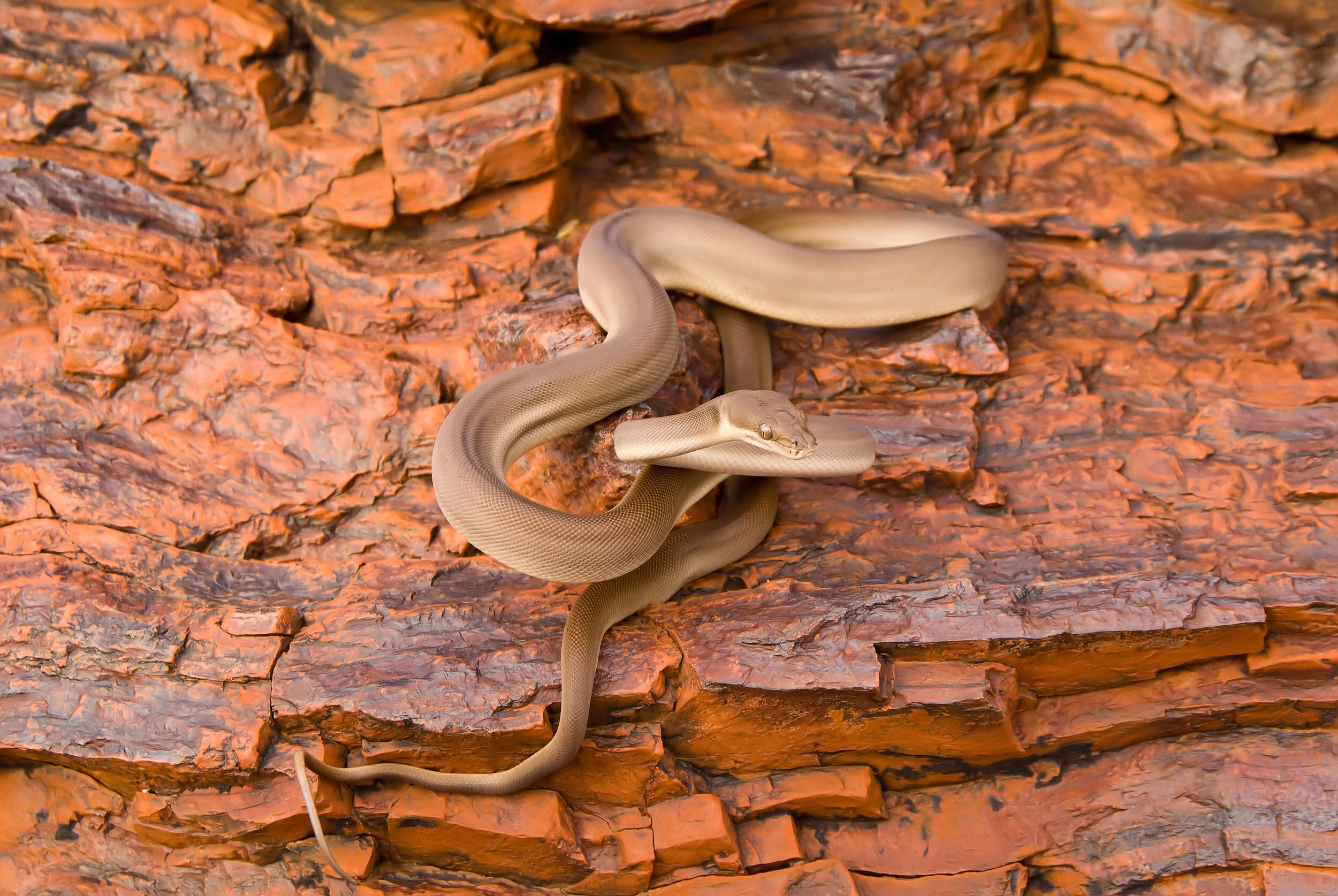 SNAKE INFO — Pilbara Wildlife Carers Association