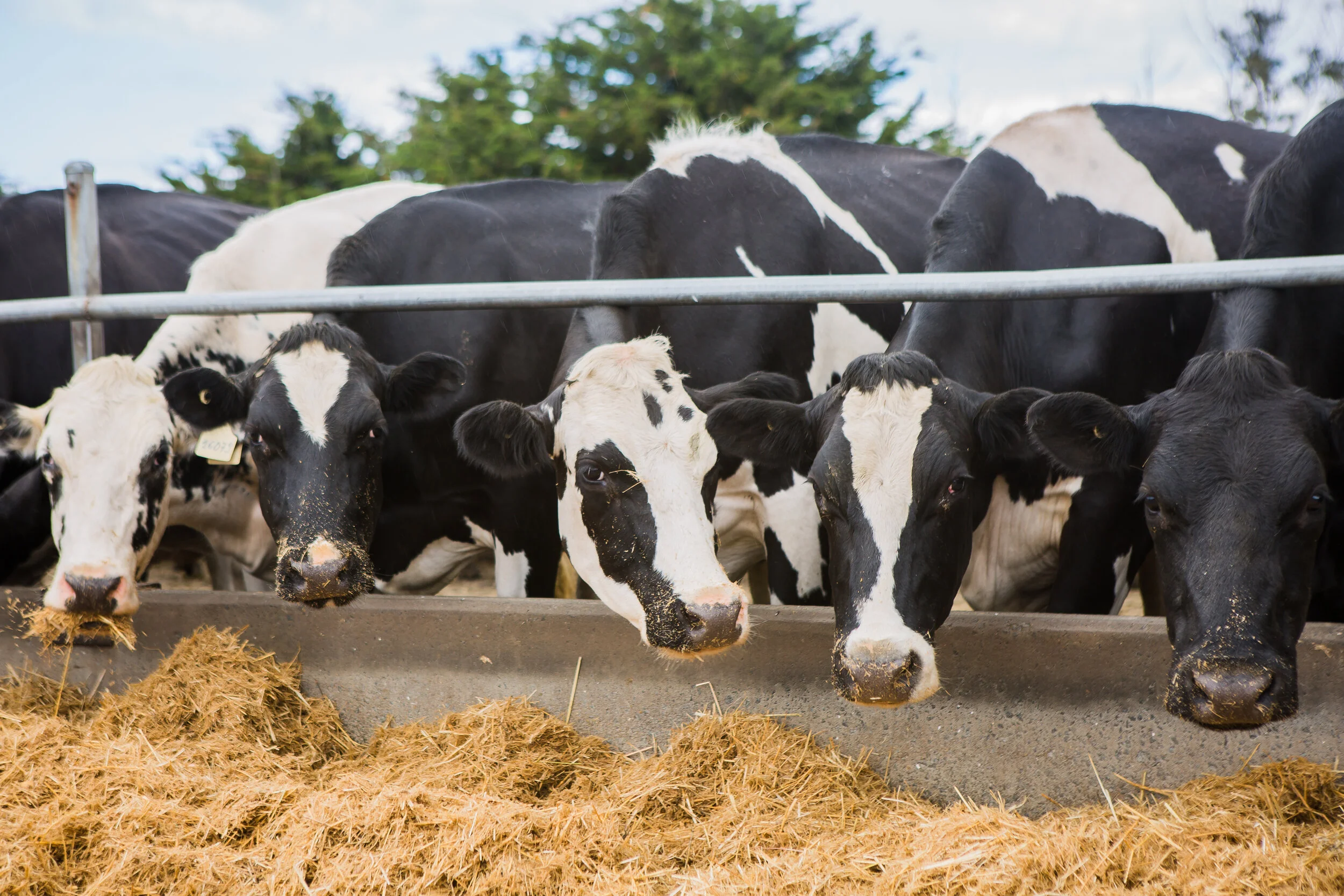 Bream Creek Dairy | Tasmania