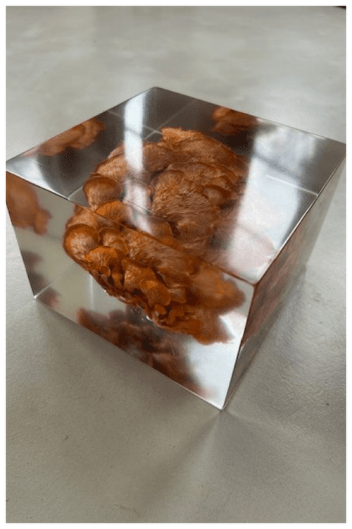 Gallery — Among The Pines