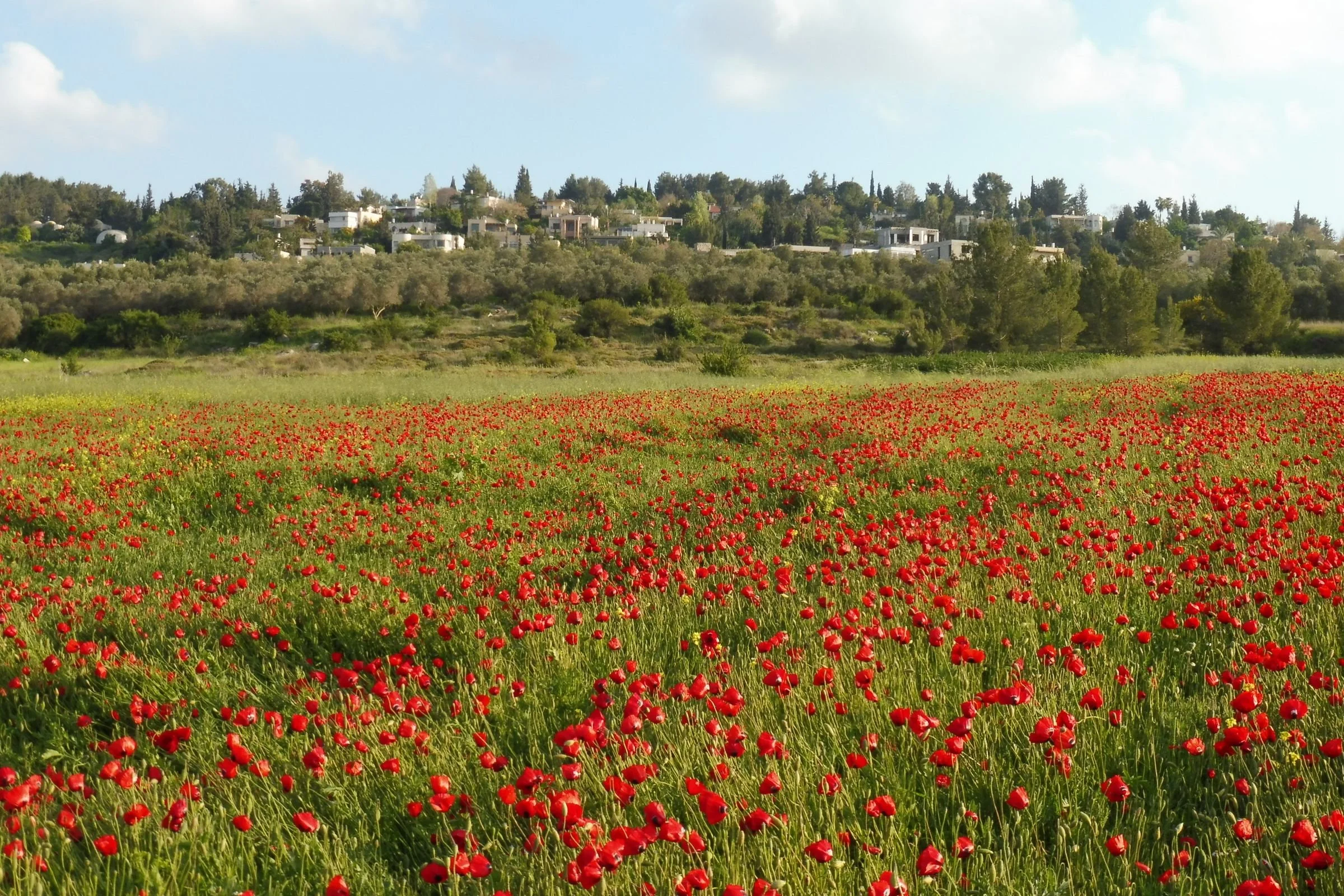 Oasis of Peace