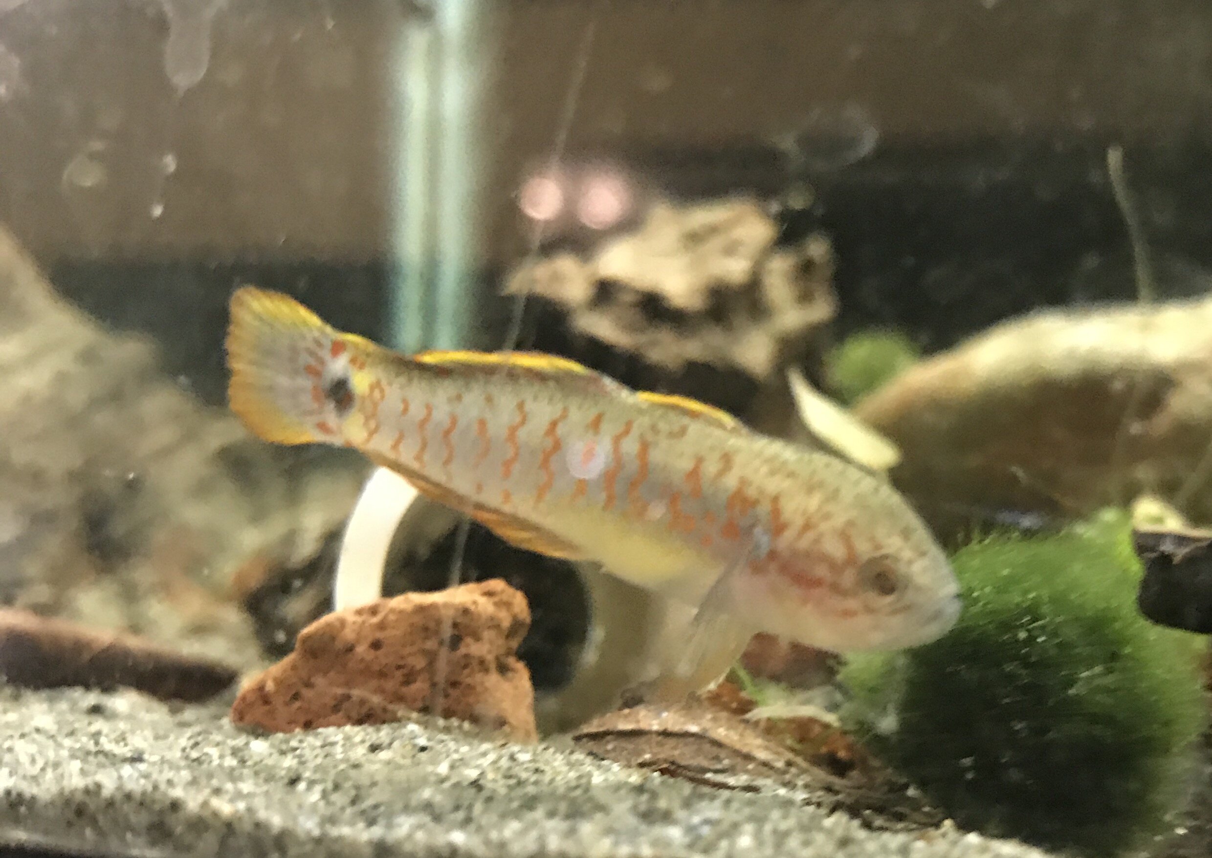 Peacock Gudgeon