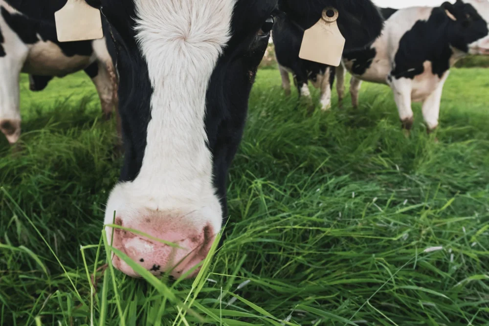 DCT Dairy Farming — DCT