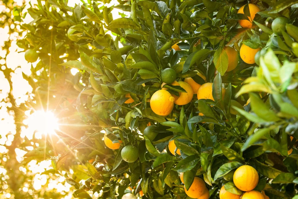 Citrus Trees — DCT