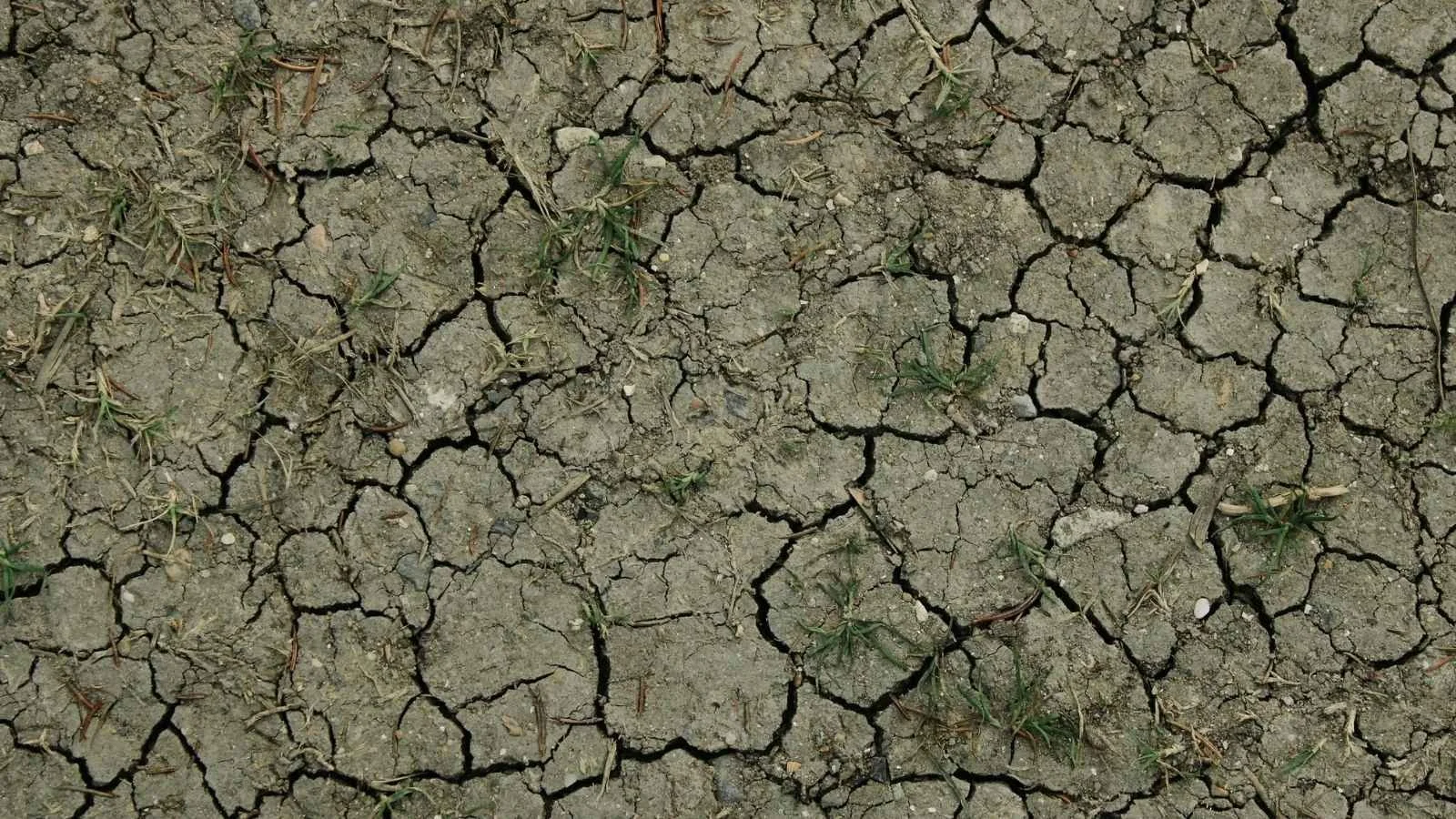 Compacted Soils | Field Results & Agronomic Insight — DCT