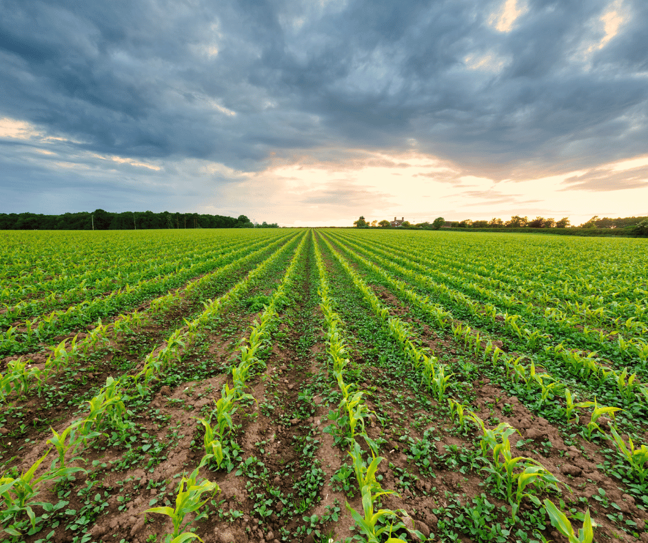 Cereal Crops — DCT