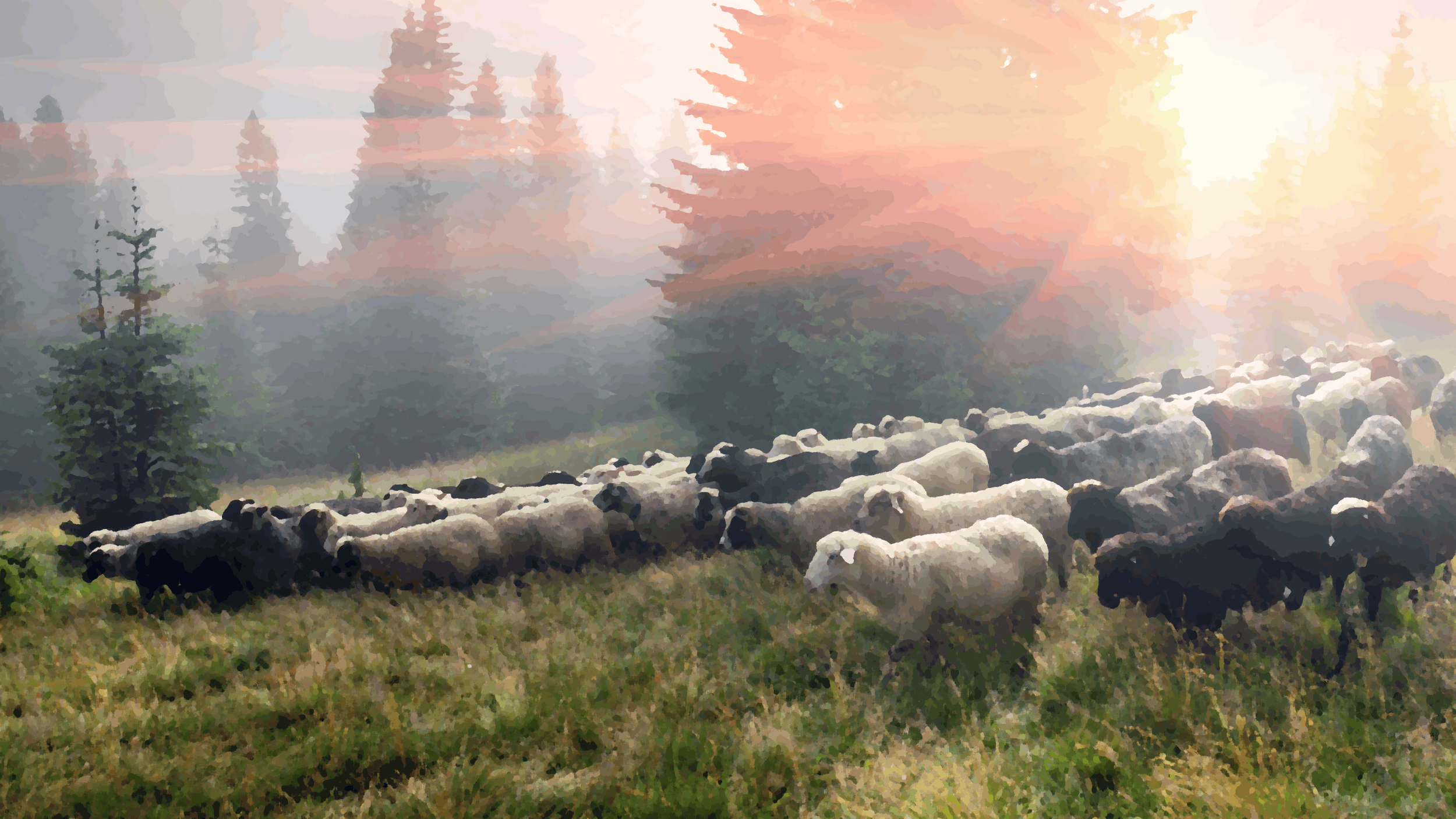 Sheep & Beef — DCT