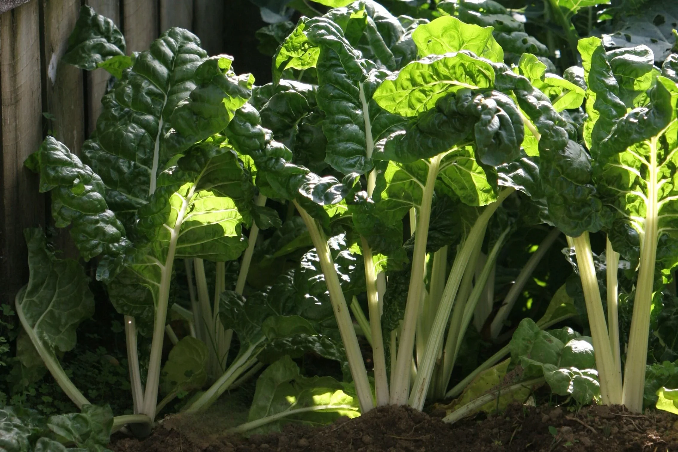Silverbeet — DCT