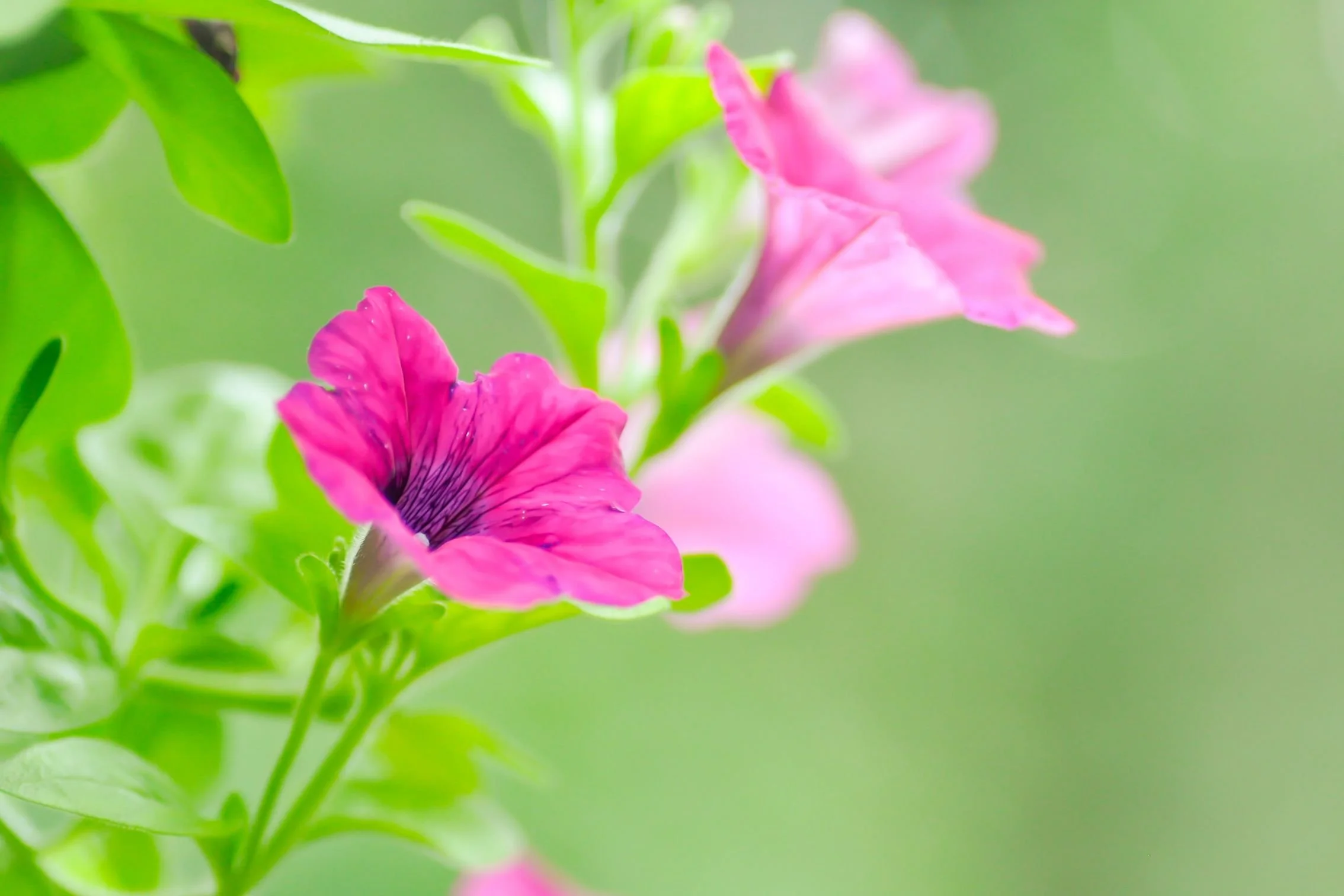 January Gardening — DCT