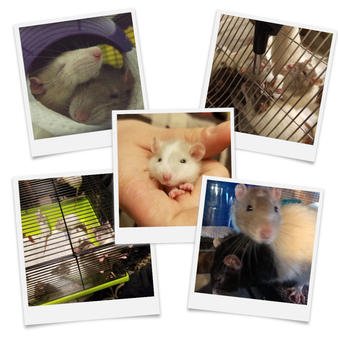 VRC December 2021 Rescue Update — Van Rat Club