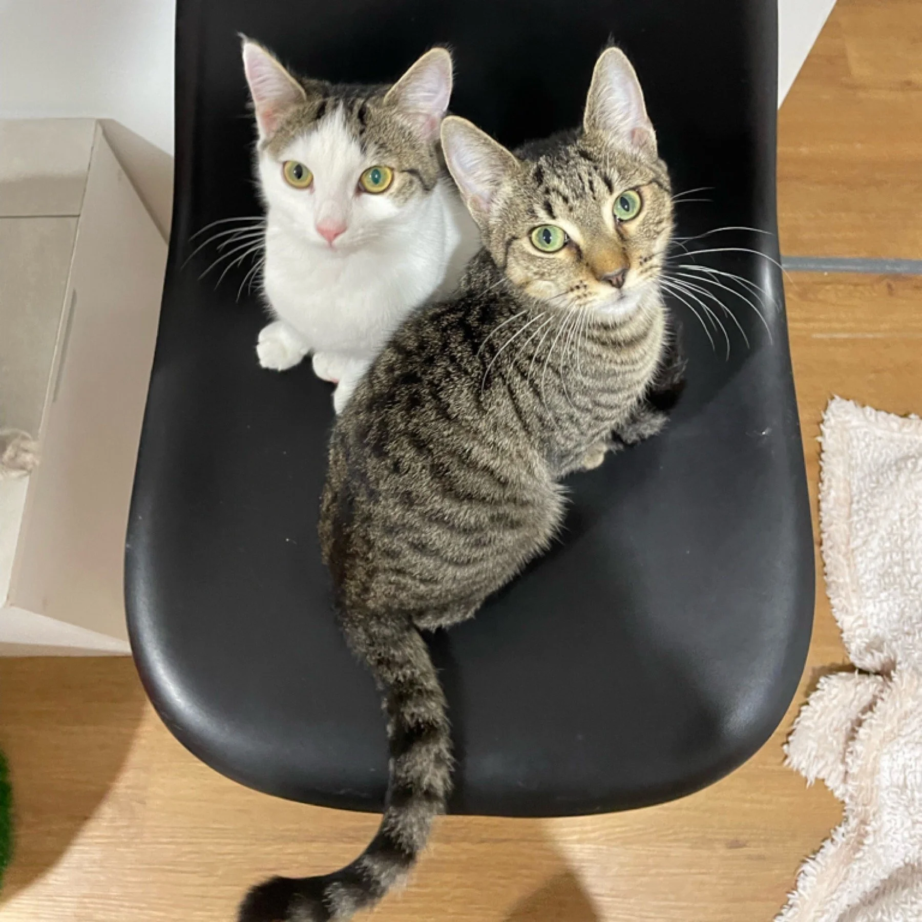 Adopt Me — Purrs & Beans