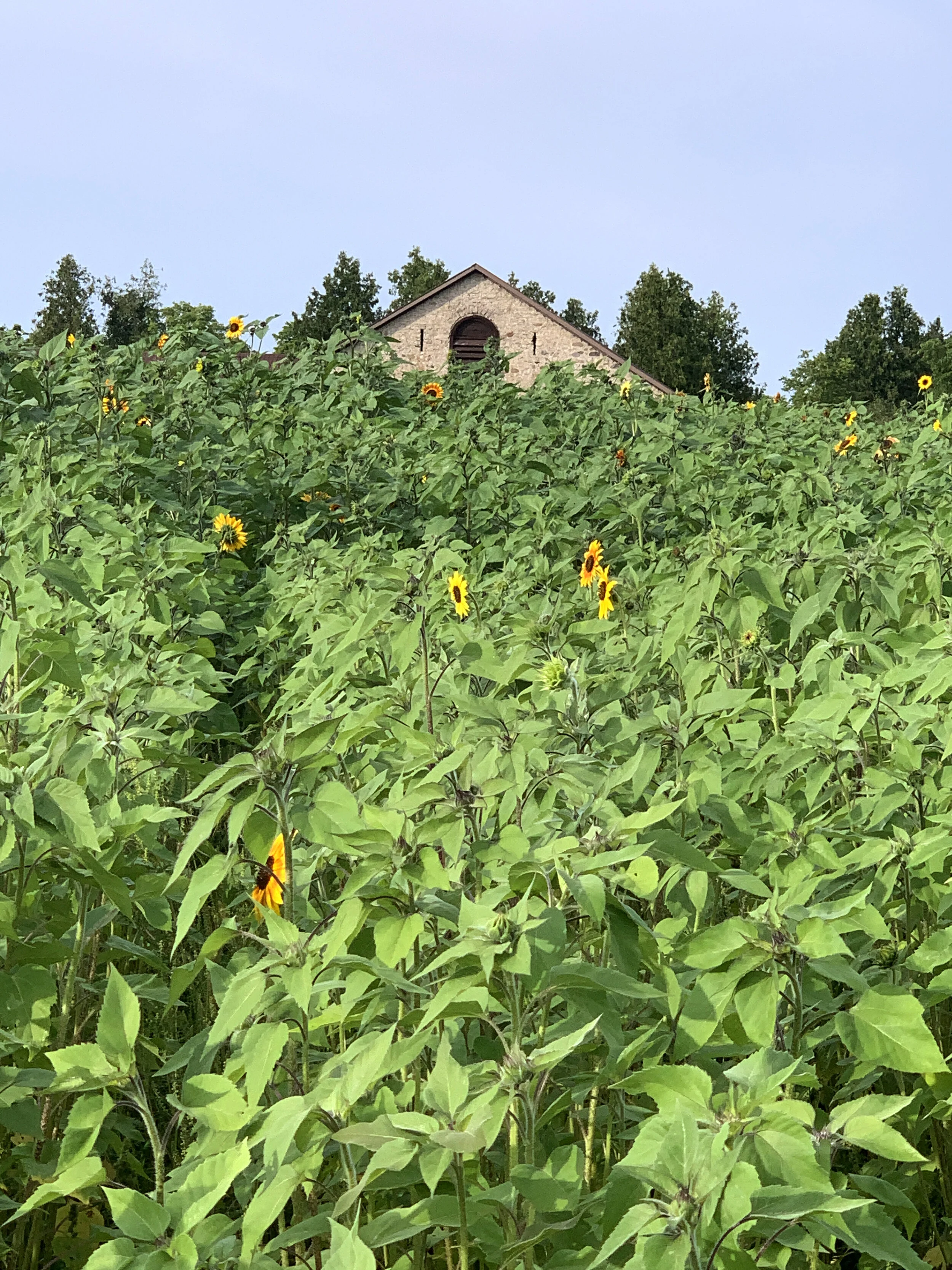 Sunflowers and Flower Gardens — The Fieldstone Barn