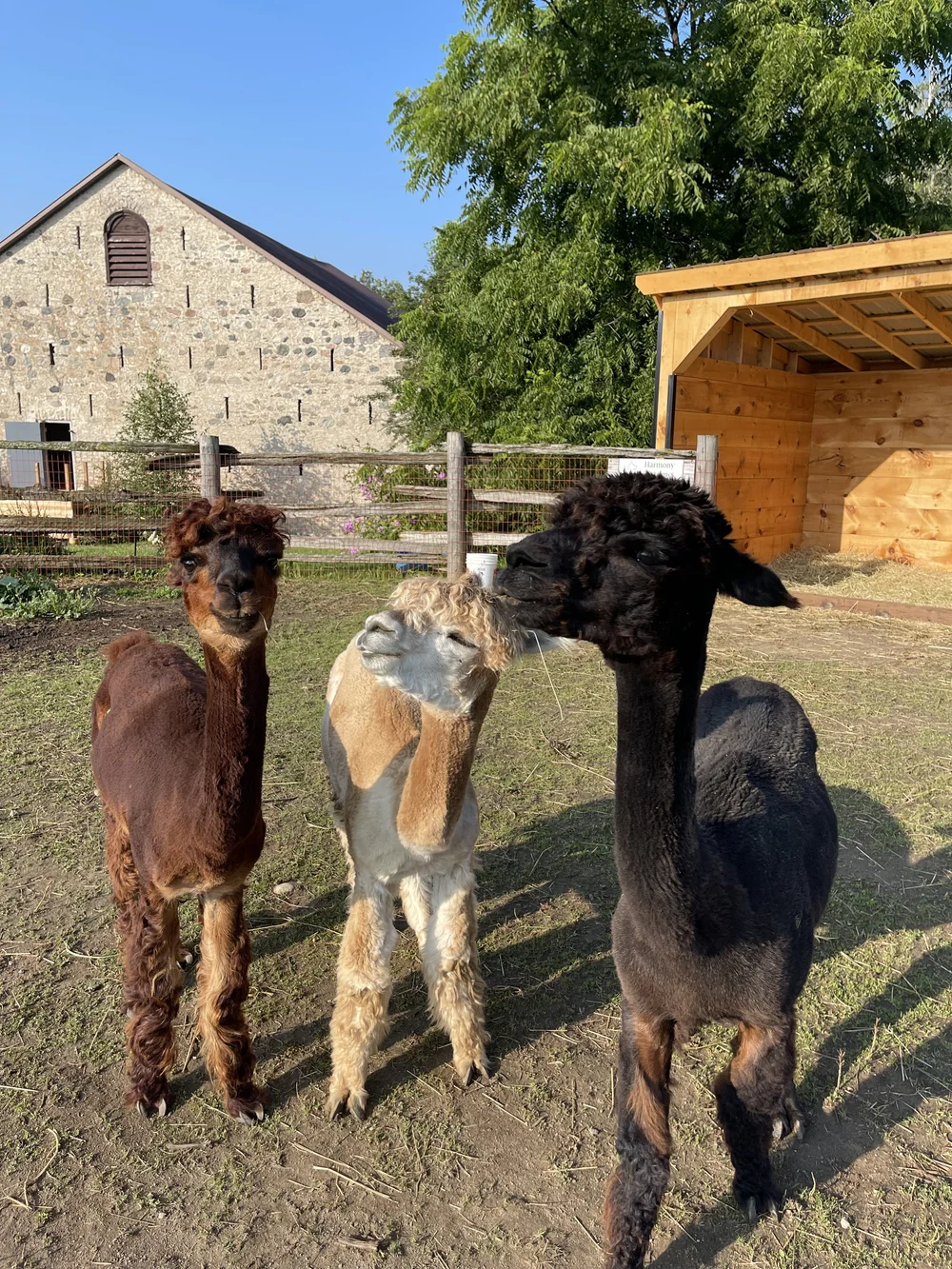 Sunflowers and Flower Gardens — The Fieldstone Barn
