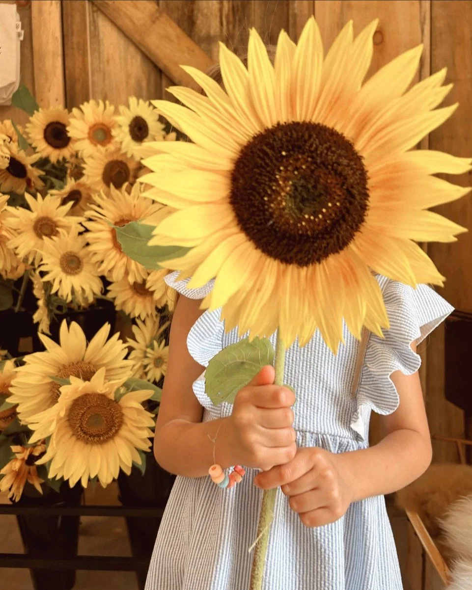 Sunflowers and Flower Gardens — The Fieldstone Barn