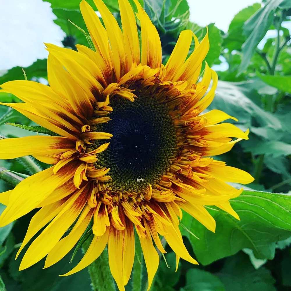 Sunflowers — The Fieldstone Barn