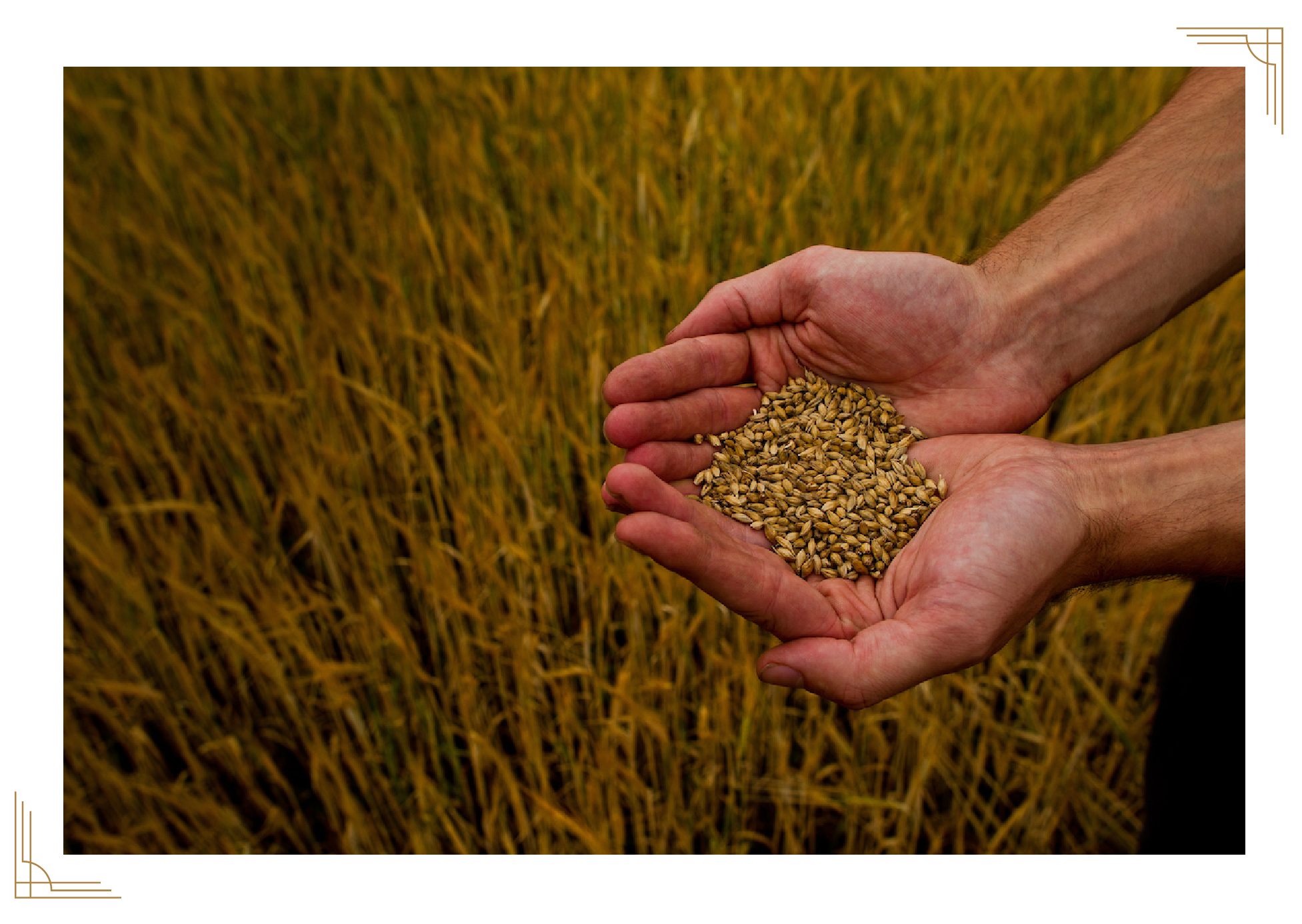 Our Distillery | Morrison Scotch Whisky distillers