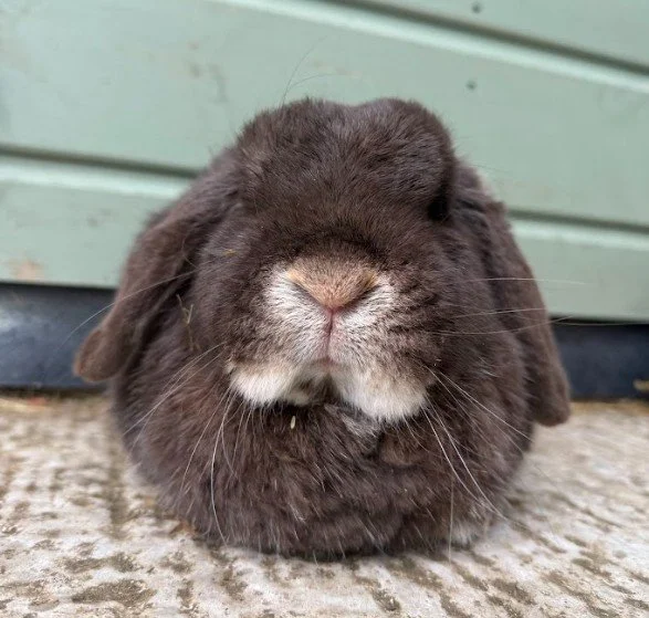 Meatball (ve) — Ivy Dene Rabbit Rescue