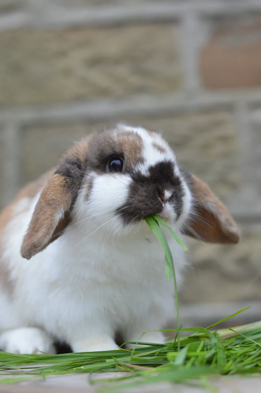 Available Rabbits — Ivy Dene Rabbit Rescue