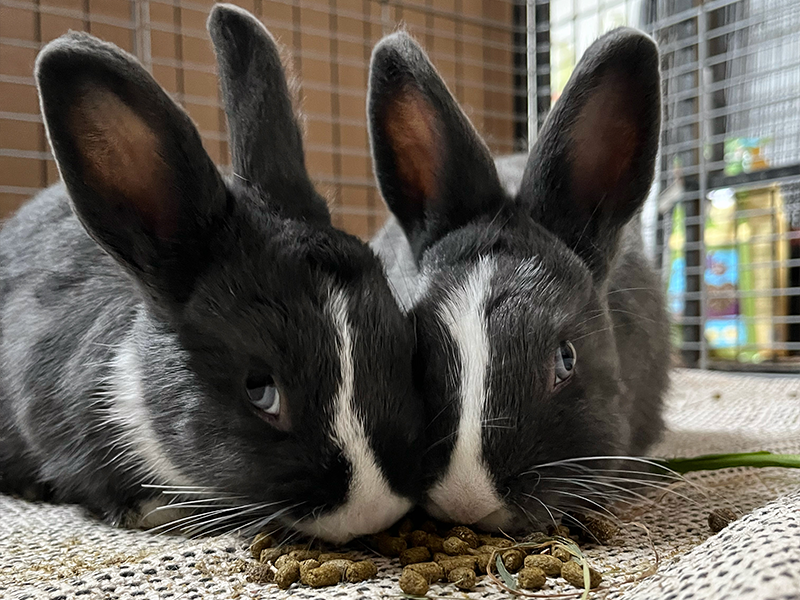 Available Rabbits — Ivy Dene Rabbit Rescue
