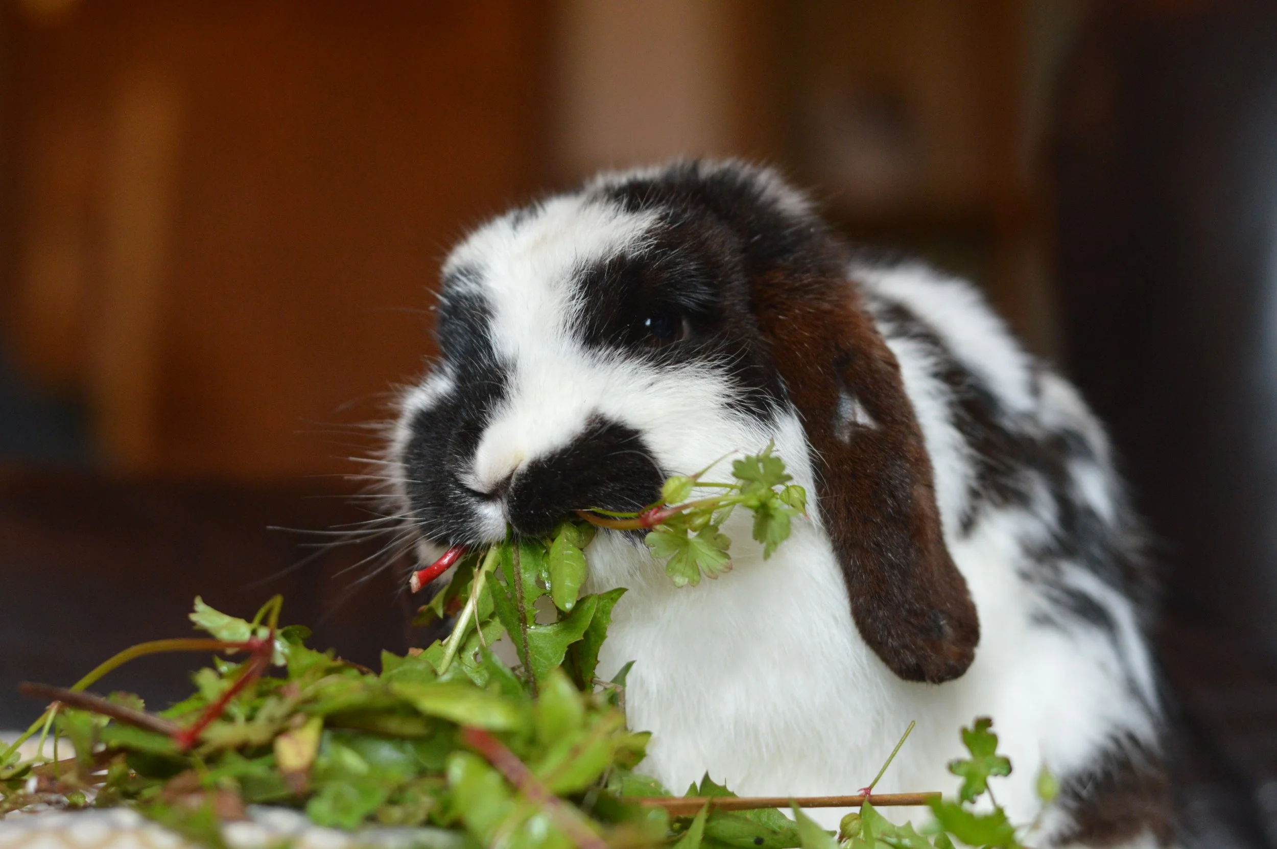 Available Rabbits — Ivy Dene Rabbit Rescue