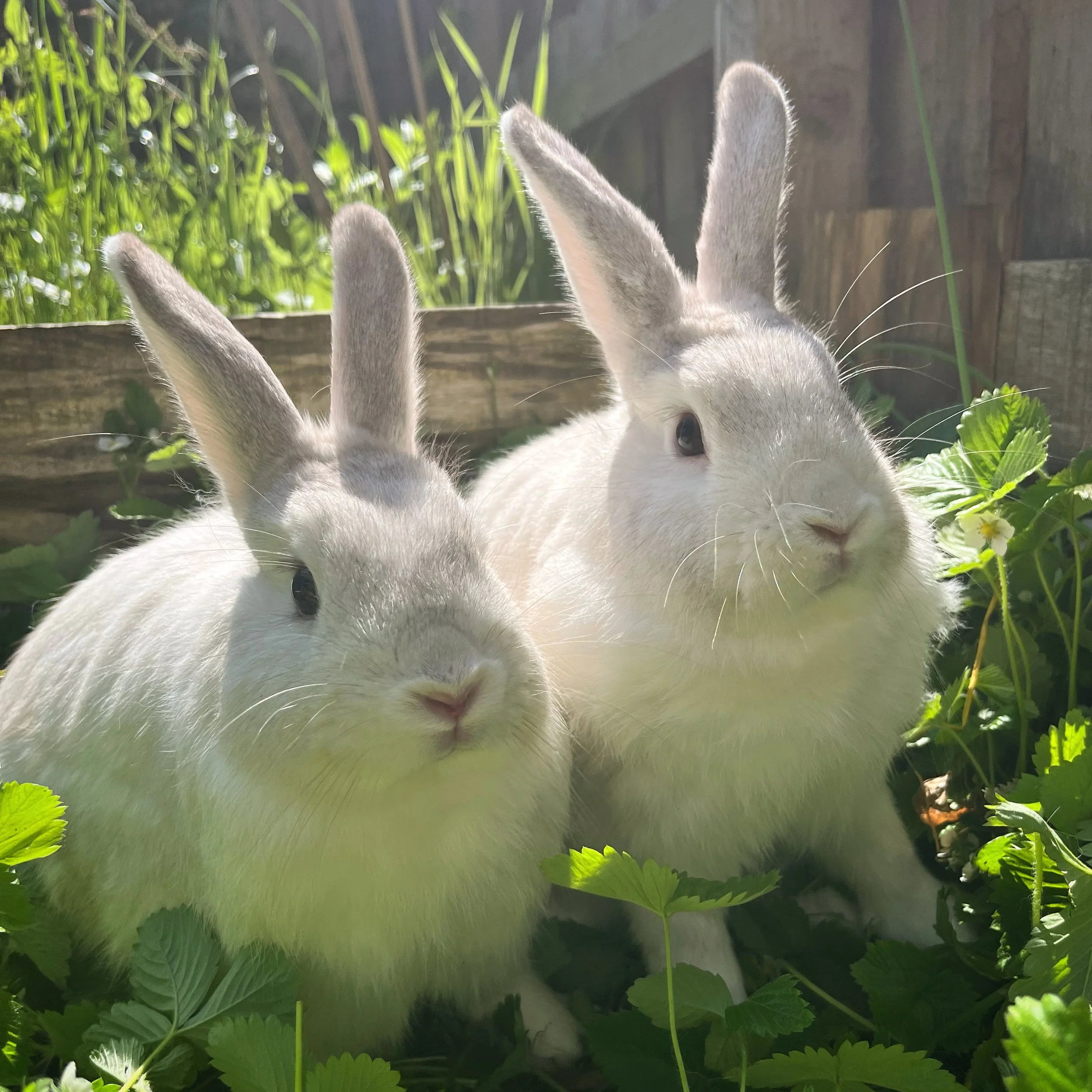 Available Rabbits — Ivy Dene Rabbit Rescue