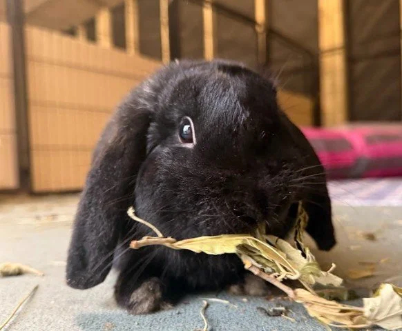 Rudolph — Ivy Dene Rabbit Rescue