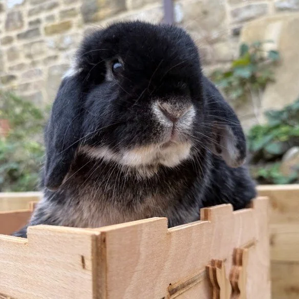 Meet our rabbits — Ivy Dene Rabbit Rescue
