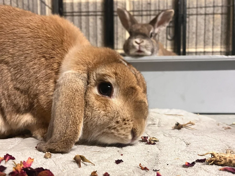 Available Rabbits — Ivy Dene Rabbit Rescue