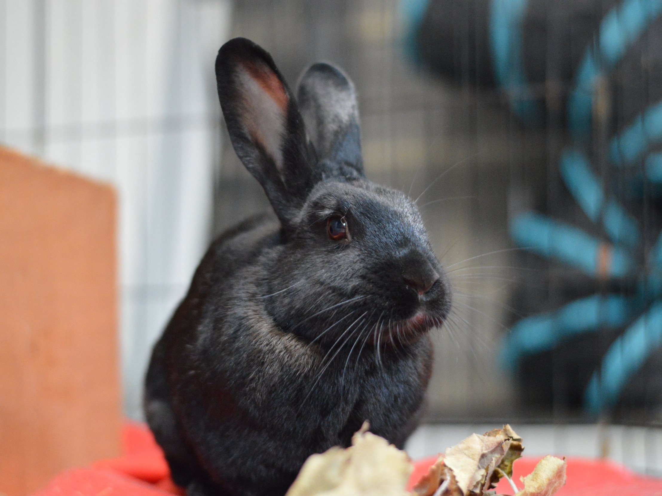 Available Rabbits — Ivy Dene Rabbit Rescue
