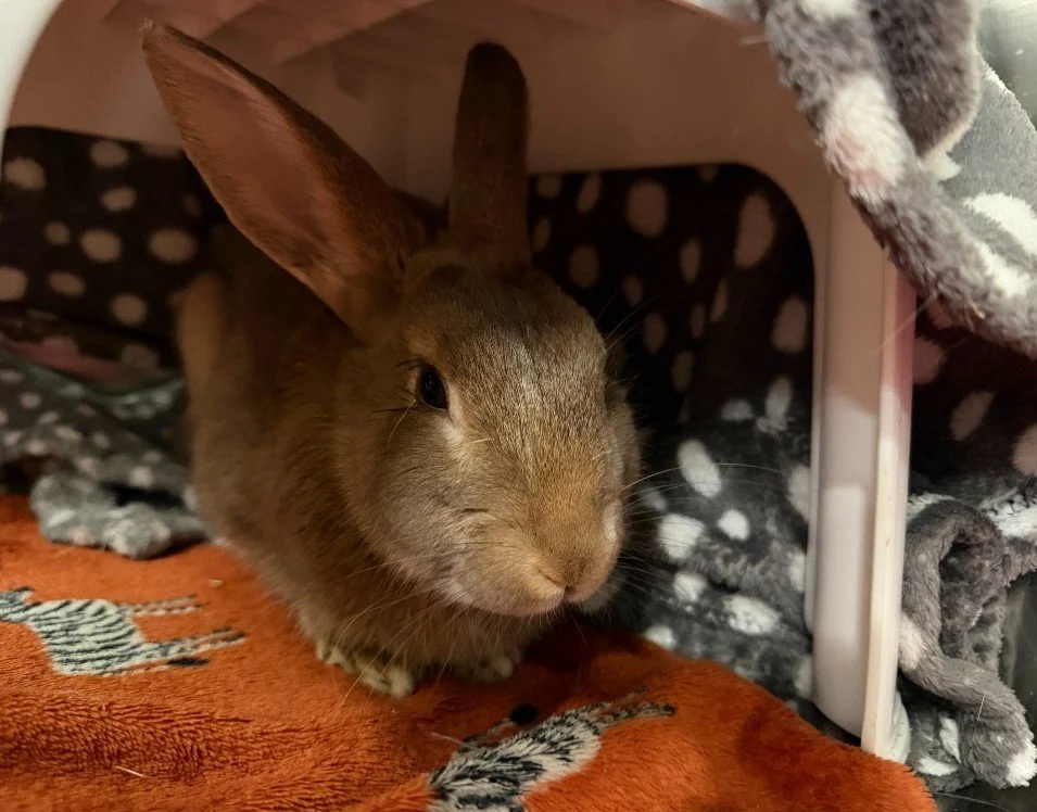 Meet our rabbits — Ivy Dene Rabbit Rescue