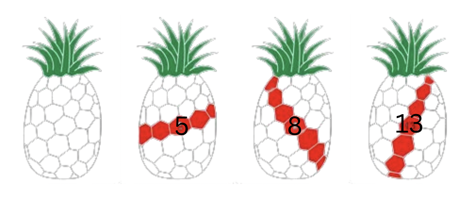 The Dance of Venus and the Underpinnings of Creation — Align & Design