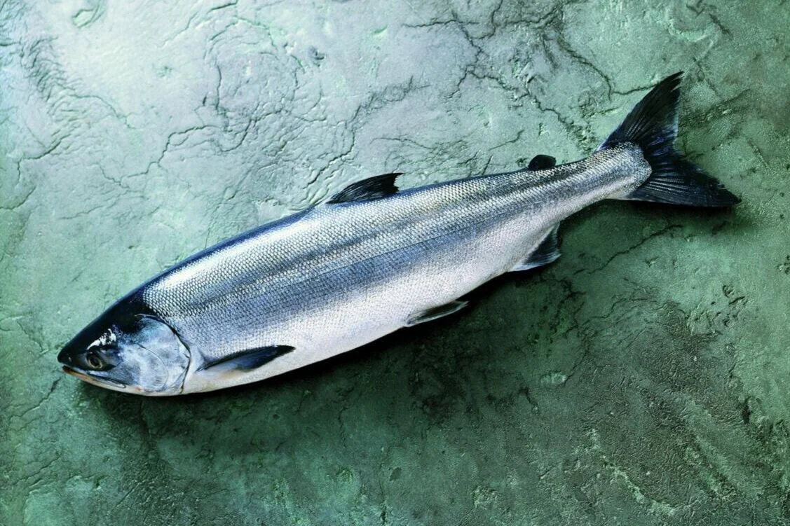 Wholesale — Seafood Producers Cooperative
