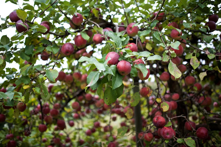 Apples & Fruit — Douglas Orchards