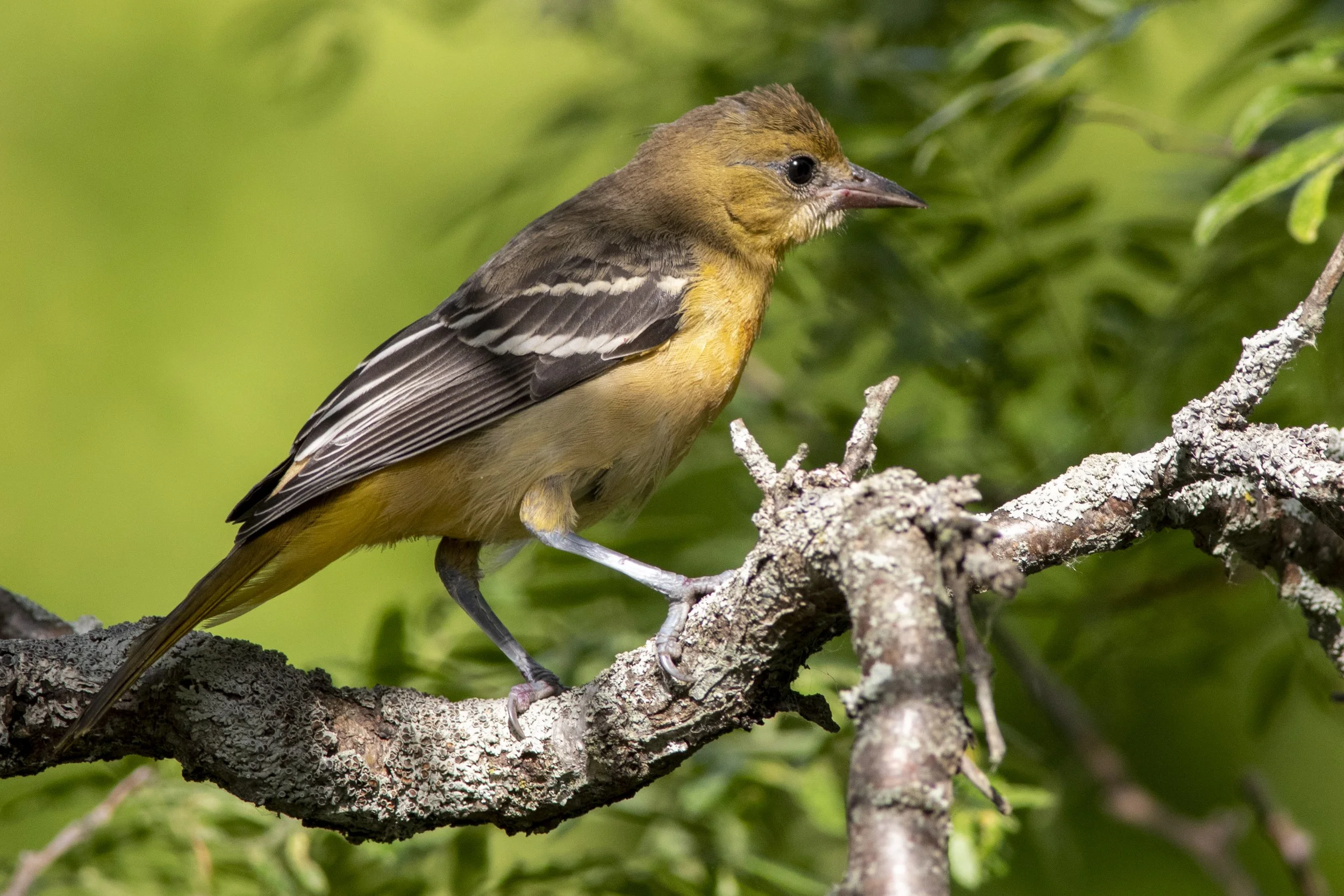 Birds I've Photographed — DAWK'S PHOTOS