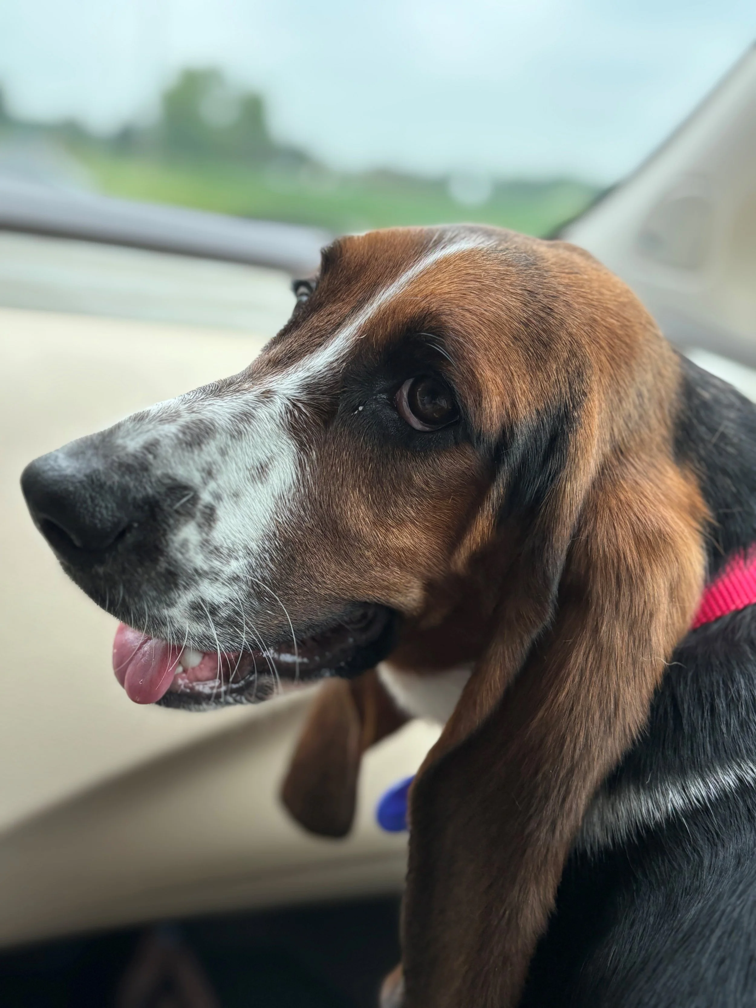Homeless Bassets — Guardian Angel Basset Rescue