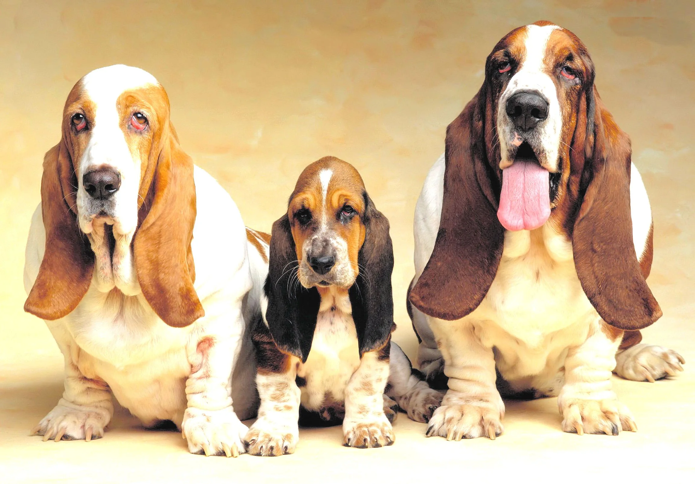 Guardian Angel Basset Rescue