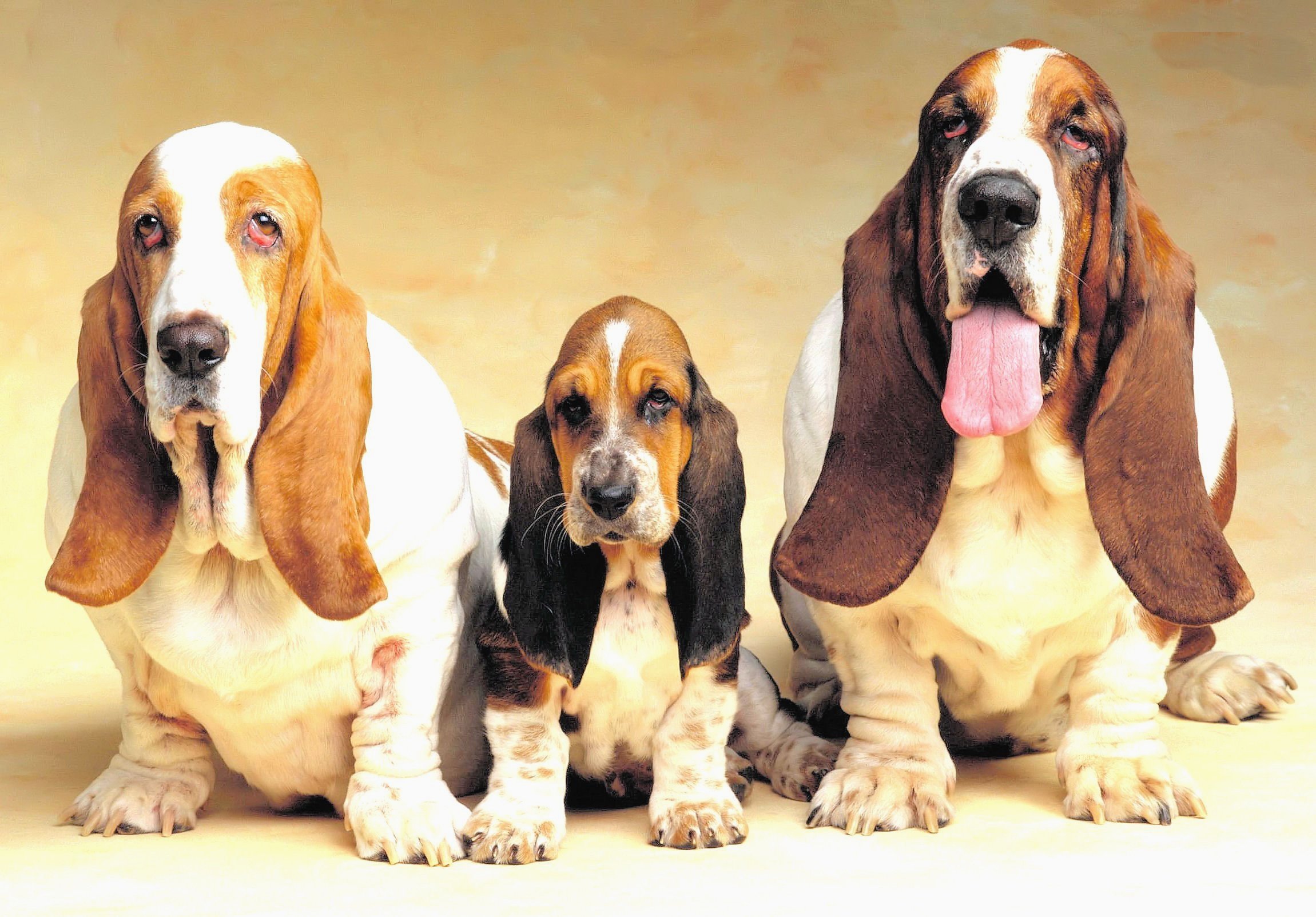 Guardian Angel Basset Rescue