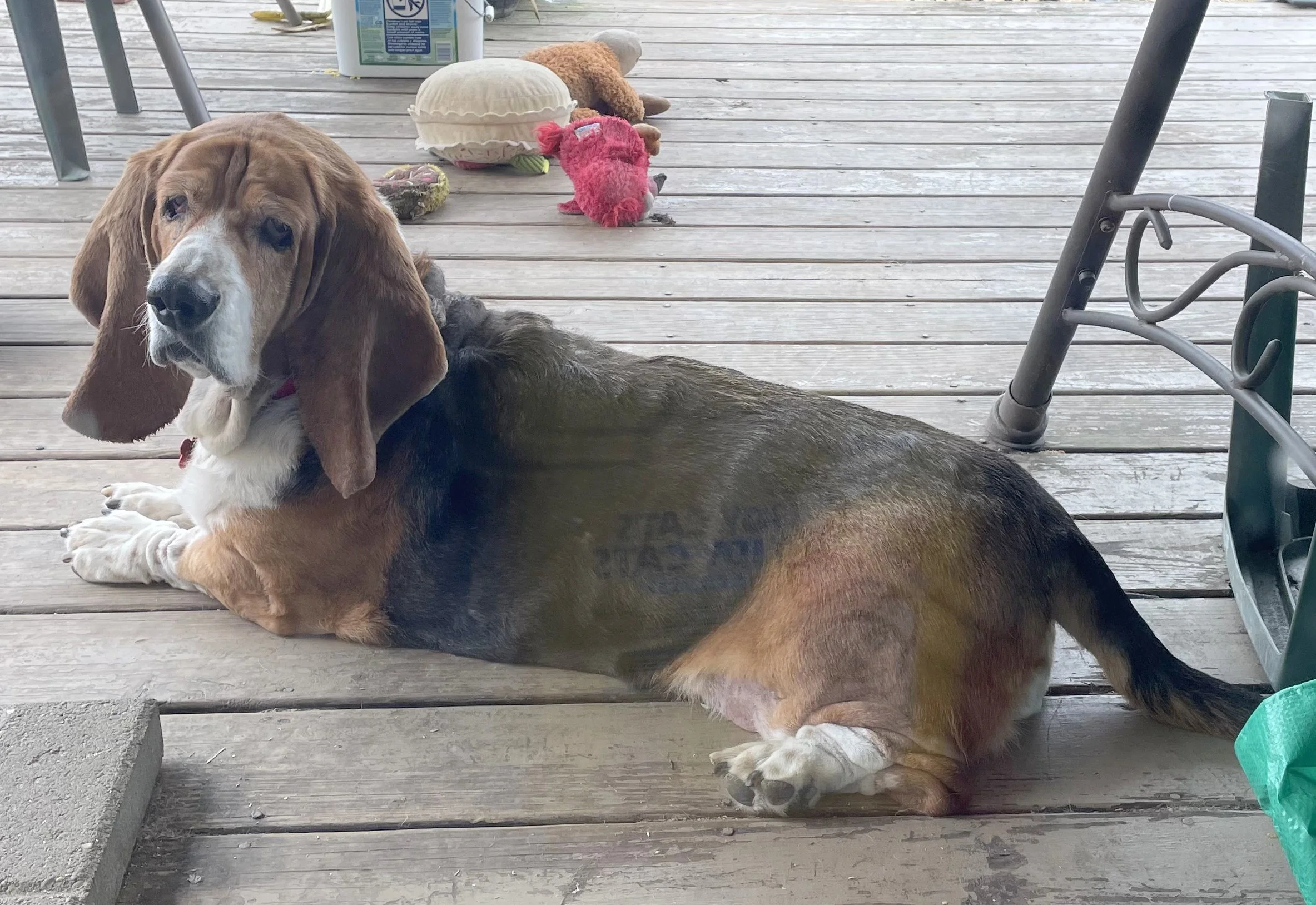 Homeless Bassets — Guardian Angel Basset Rescue