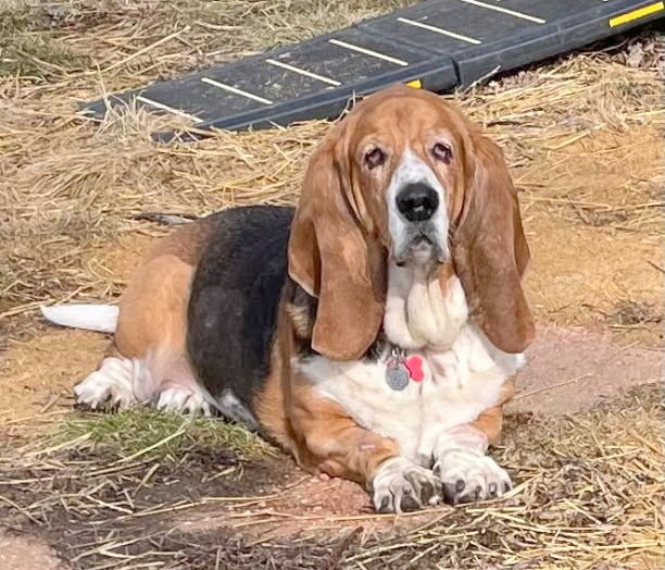 Homeless Bassets — Guardian Angel Basset Rescue