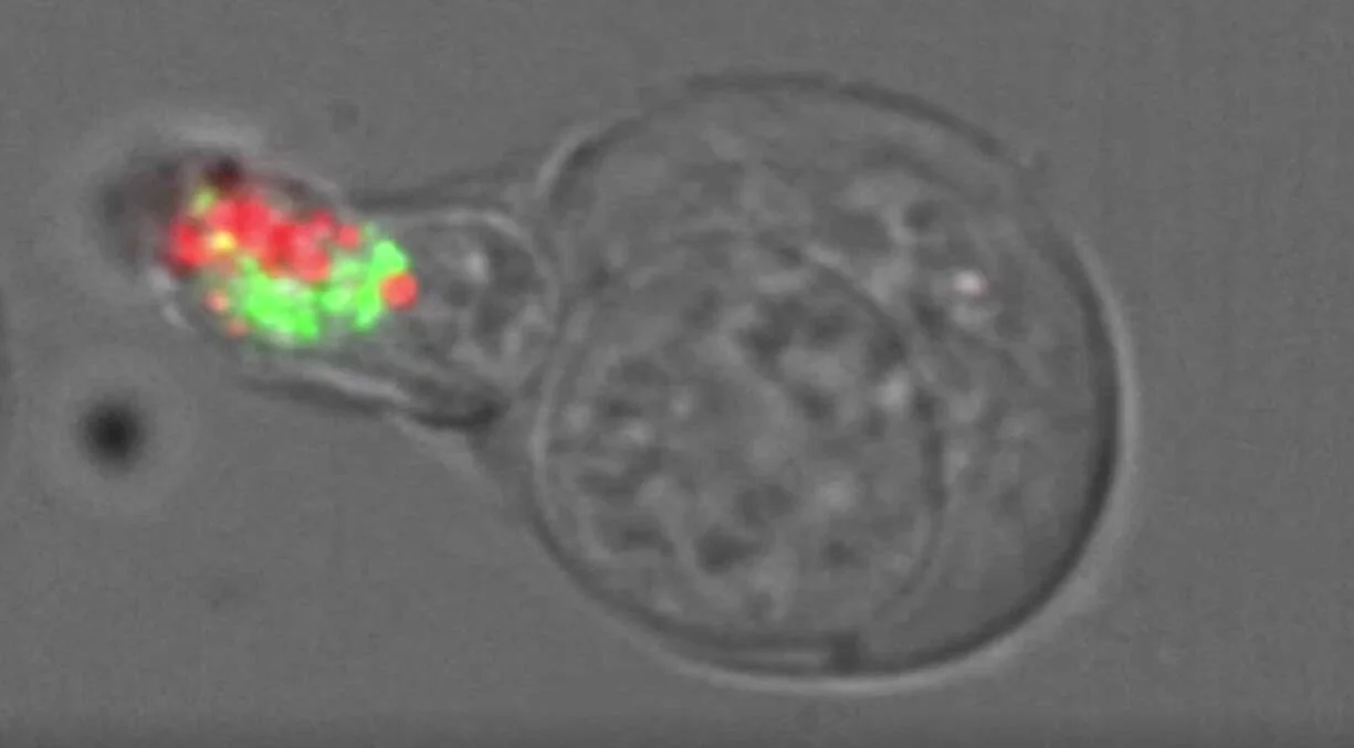 Dynamics — CellChorus