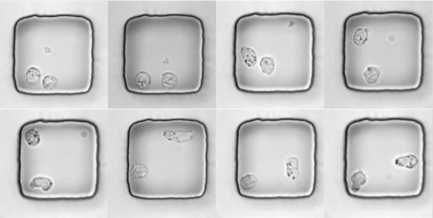 Technology Workflows — CellChorus