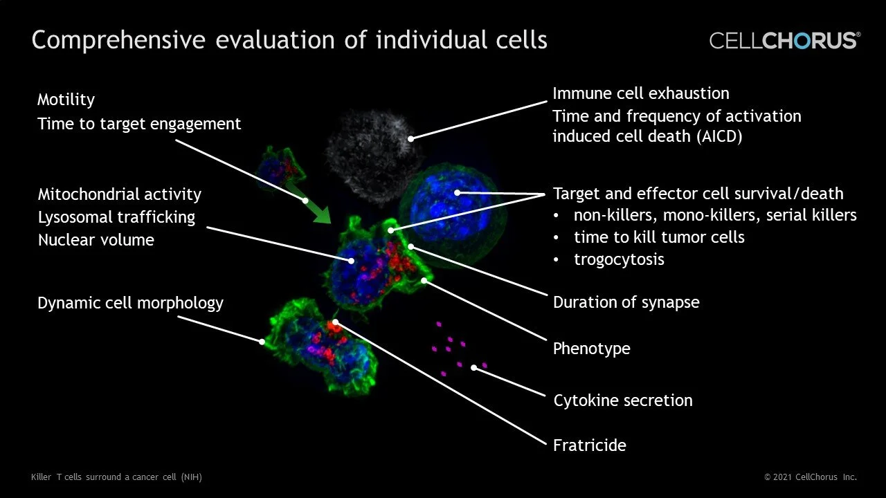 Dynamics — CellChorus