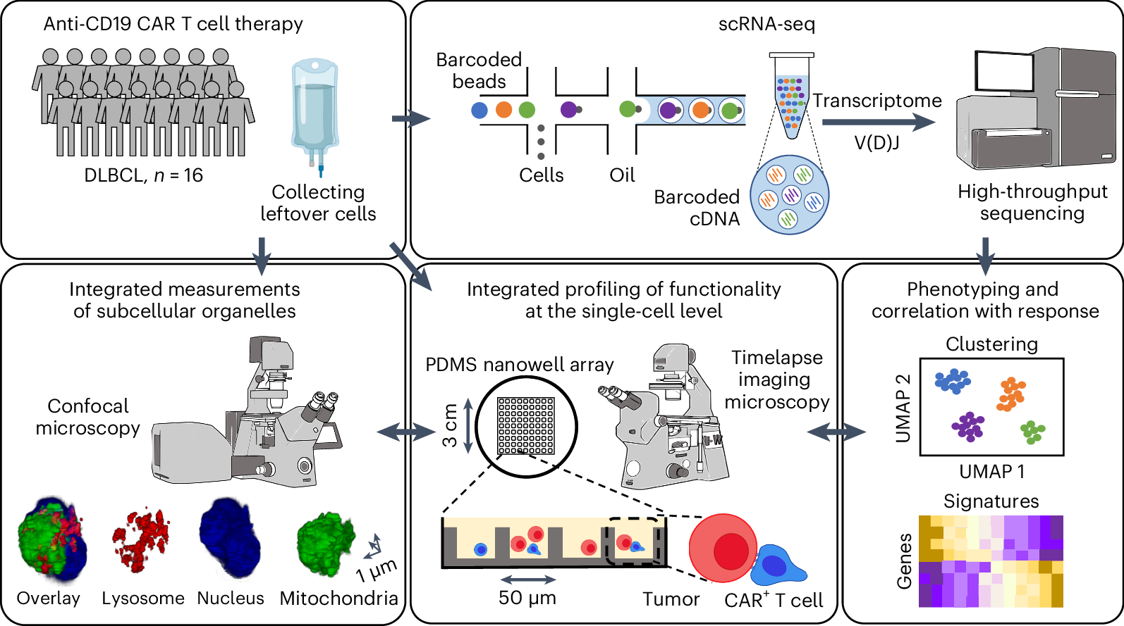 Nature Cancer publication identifies a clinically effective subset of ...