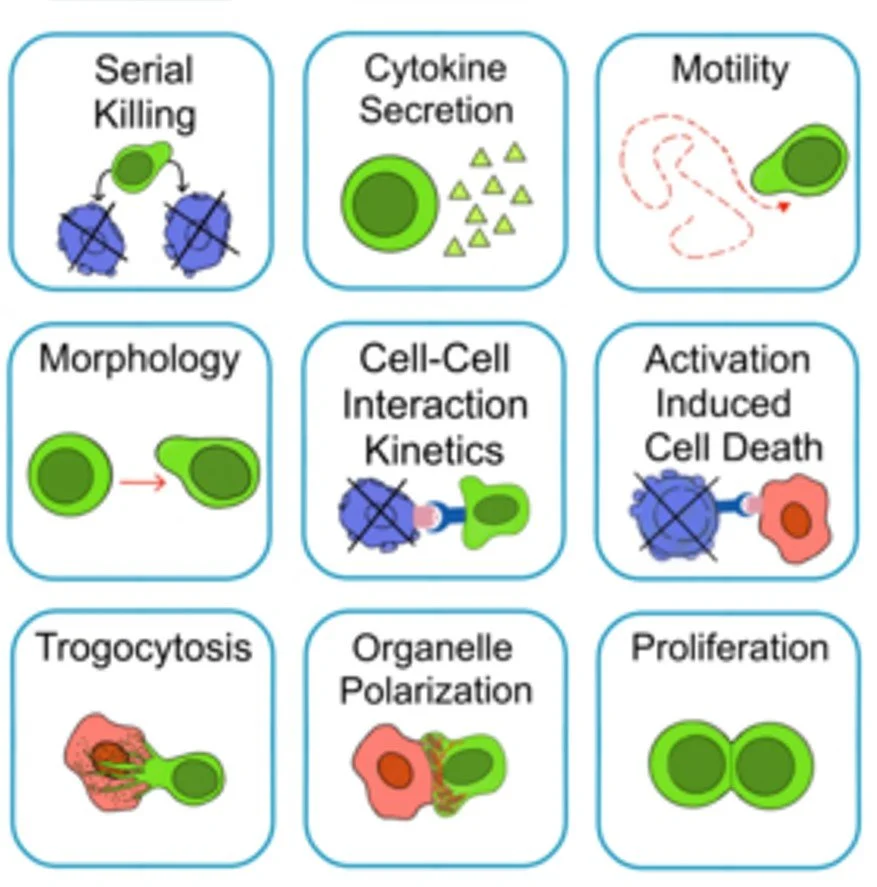 CellChorus: Dynamic single-cell analysis