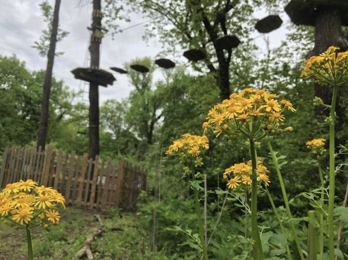 St. Louis, MO — Go Ape Media