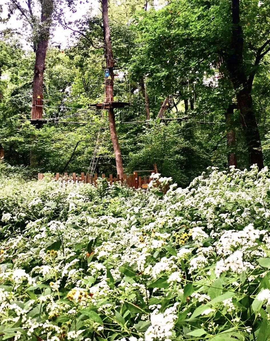 St. Louis, MO — Go Ape Media