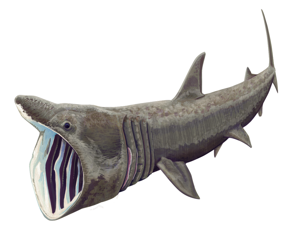 School Group Programs — Jones Beach Energy & Nature Center