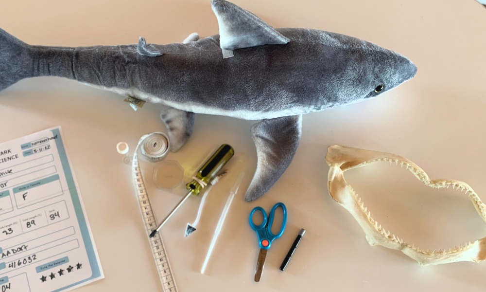 Scout Programs — Jones Beach Energy & Nature Center