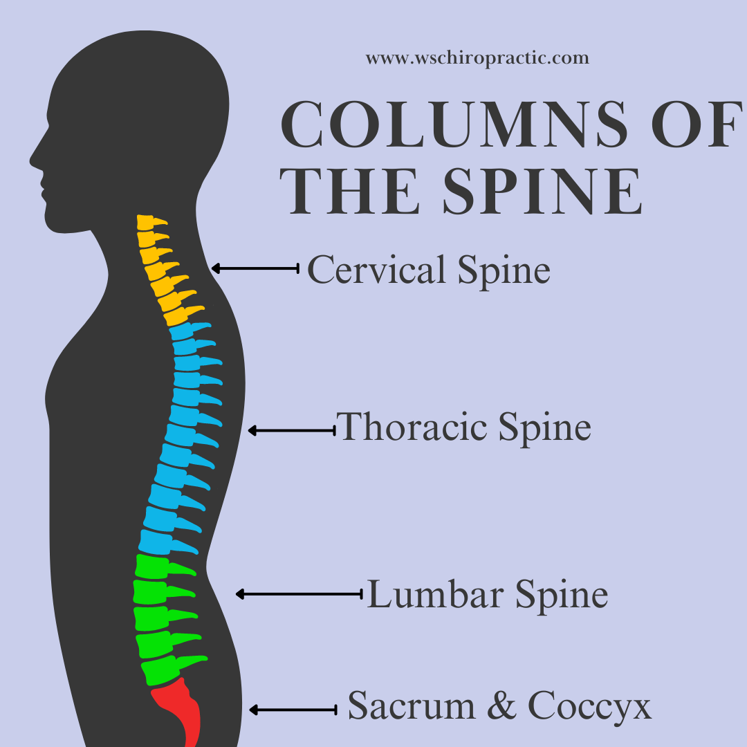Understanding the Functions of the Spine: Essential Knowledge for Spine ...