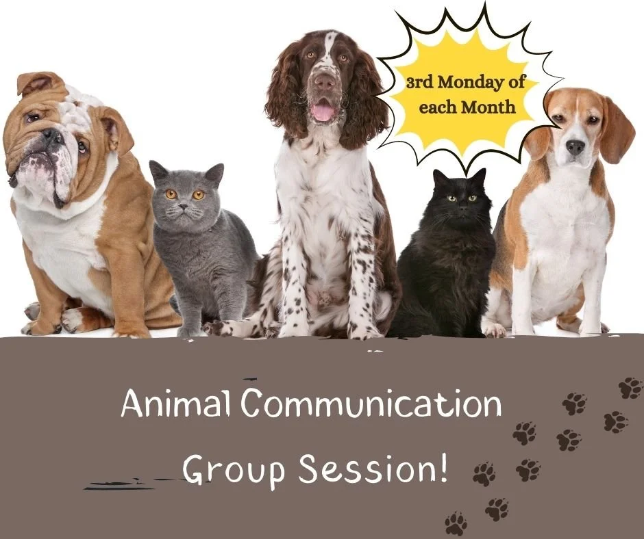 Formations en communication animale — Lynda Yelle Dolittle