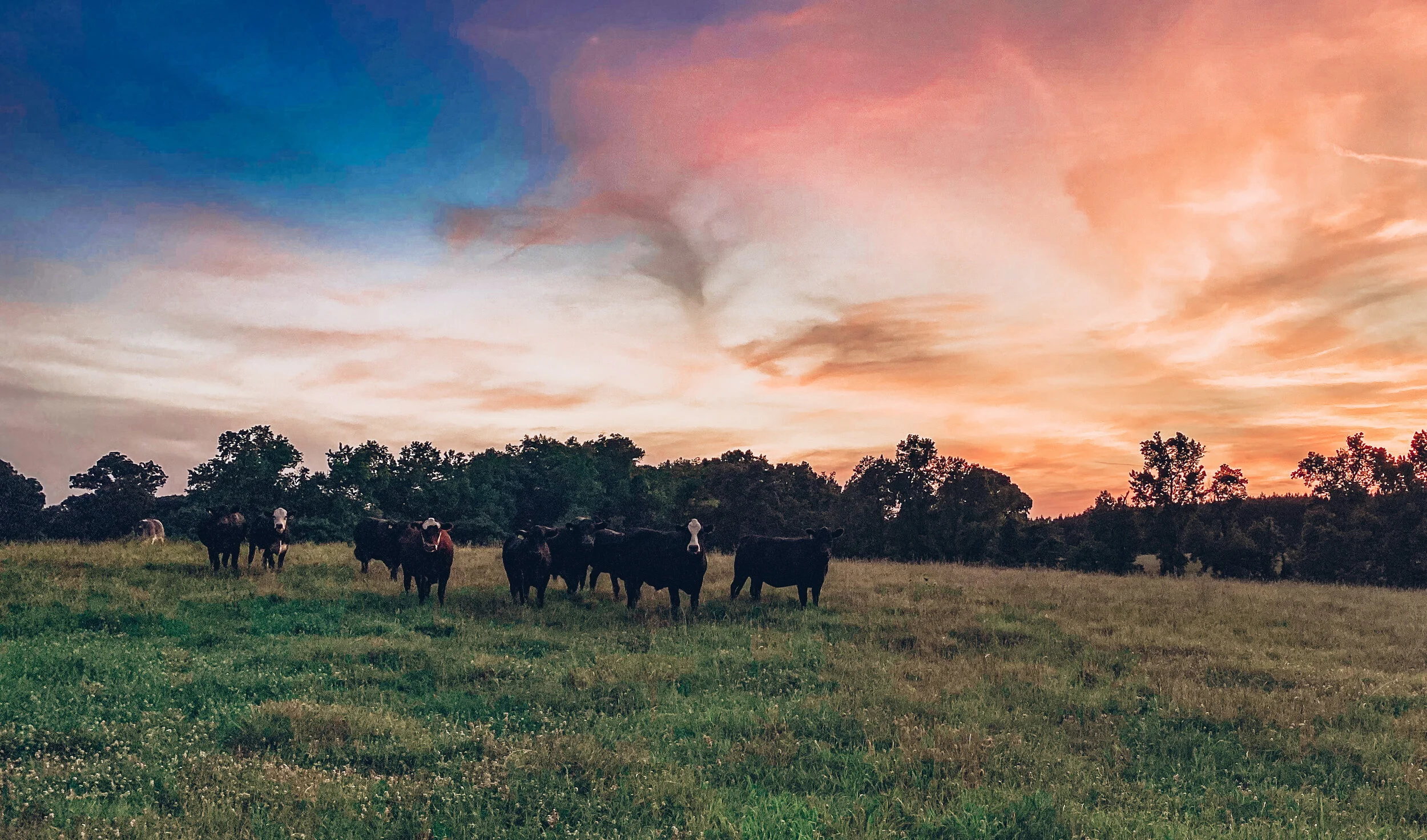 Little Springs Cattle Co. - Covington, Georgia